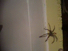 Scary Spider Gif