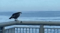 Bird Poop Gif