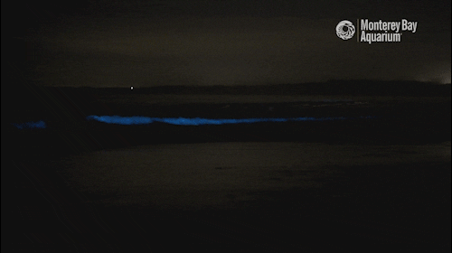 Glow Red Tide GIF by Monterey Bay Aquarium - Find & Share on GIPHY