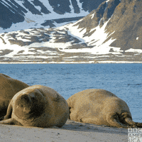 Walrus Gif