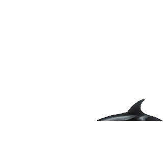 Orca Whale Water Sticker by NRDC for iOS & Android | GIPHY