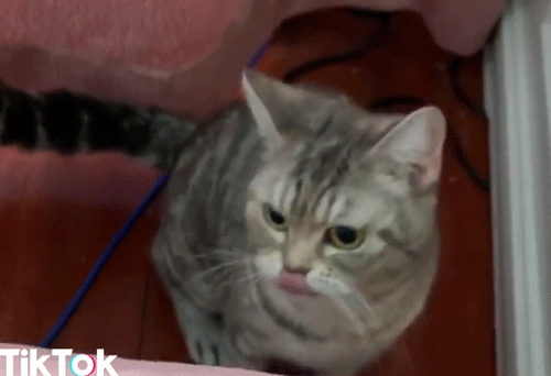 Cat No GIF by TikTok - Find & Share on GIPHY