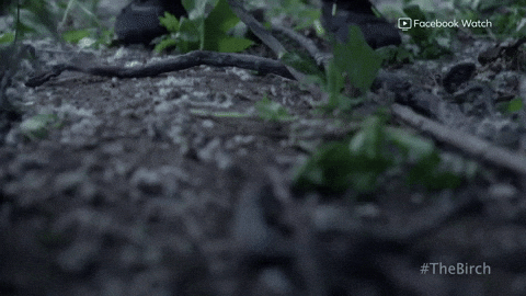 Vines Creeping GIFs - Get the best GIF on GIPHY