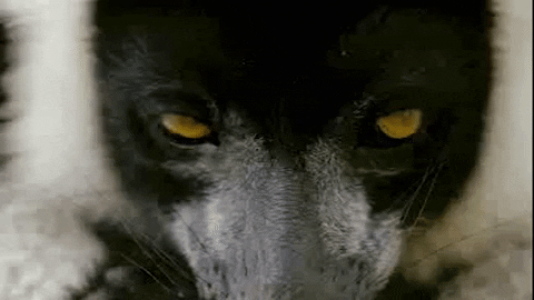 Side Eye Cute Animals GIF by PBS - Find & Share on GIPHY