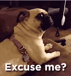 Excuse-me GIFs - Find & Share on GIPHY