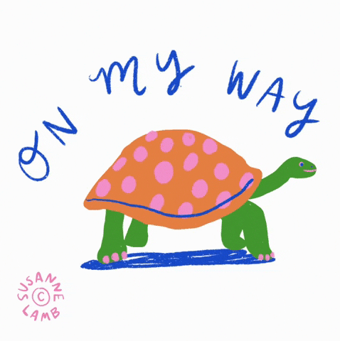 Turtle Gif