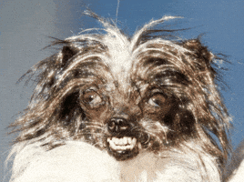 Perro GIFs - Find & Share on GIPHY