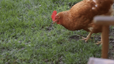 Poule GIFs - Get the best GIF on GIPHY