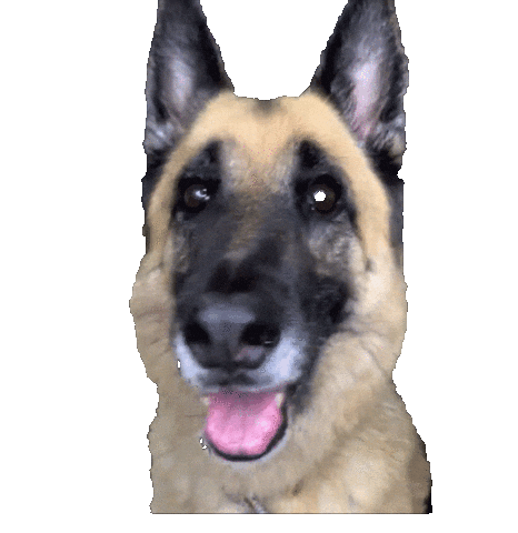 German Shepherd Animated Gif