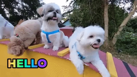 Shih Tzu Hello GIF by WoofWaggers - Find & Share on GIPHY
