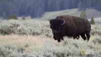 Bison Running Gif