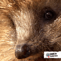 Bewegte Tier Gifs 300 Bewegliche Tier Gifs Ideen | Tiere, Gifs,