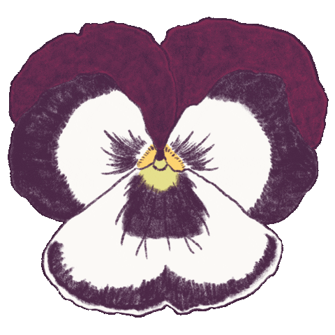 Flower Pansy Sticker for iOS & Android | GIPHY