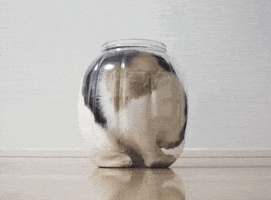 Cat Waiting GIFs - Find & Share on GIPHY
