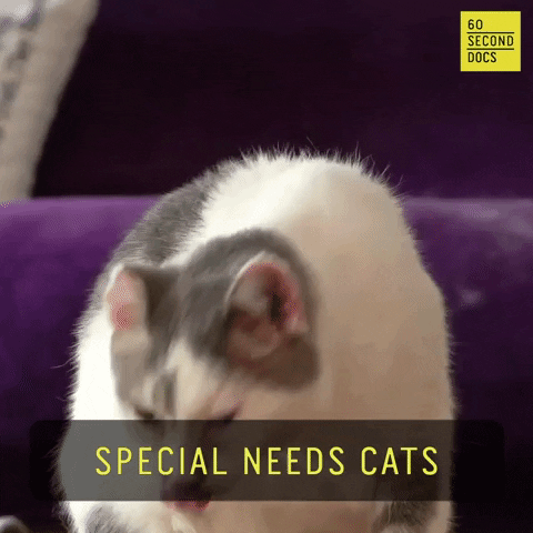 Animal Rescue Cat GIF by 60 Second Docs - Find & Share on GIPHY