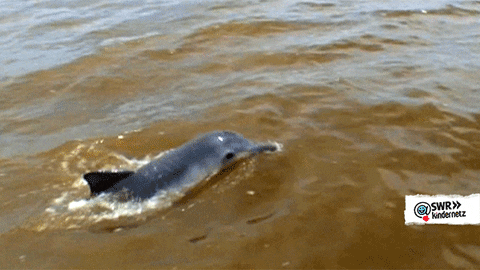 Dolphin Gif