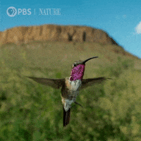 Flying Birds Gif Animation
