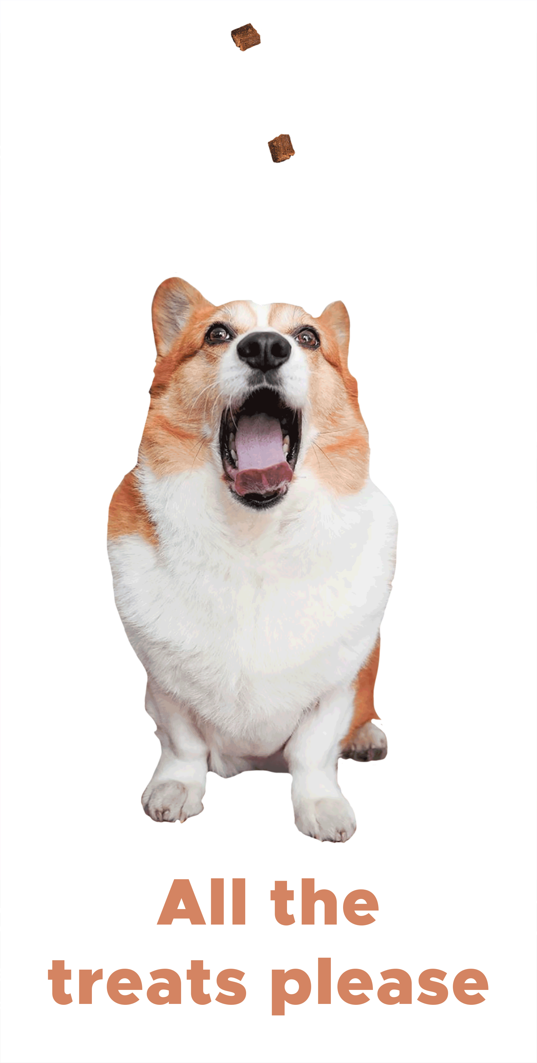 Dog Corgi Sticker by Diggs Pet for iOS & Android | GIPHY