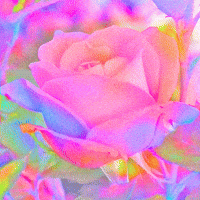 Rose Blooming Gif