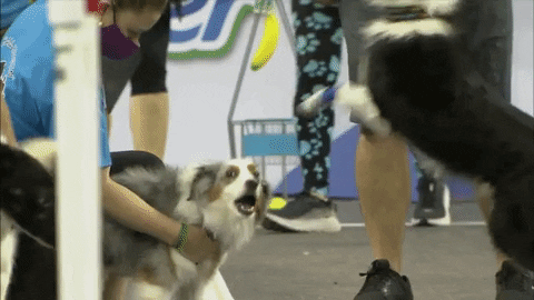 Dog Running GIF by American Kennel Club - Find & Share on GIPHY