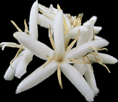 Forgotten Forest GIFs on GIPHY - Be Animated