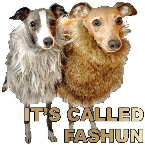 Italian Greyhound Dog Sticker by normanandpiper for iOS & Android | GIPHY