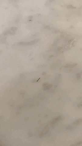 This fraction-of-an-inchworm. : gifs