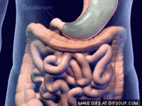 Digestive System Gif