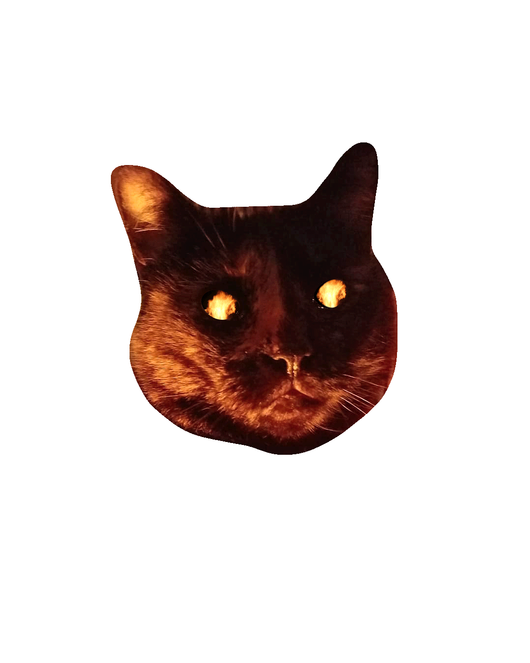 Cat Fire Sticker by Roundhouse for iOS & Android | GIPHY
