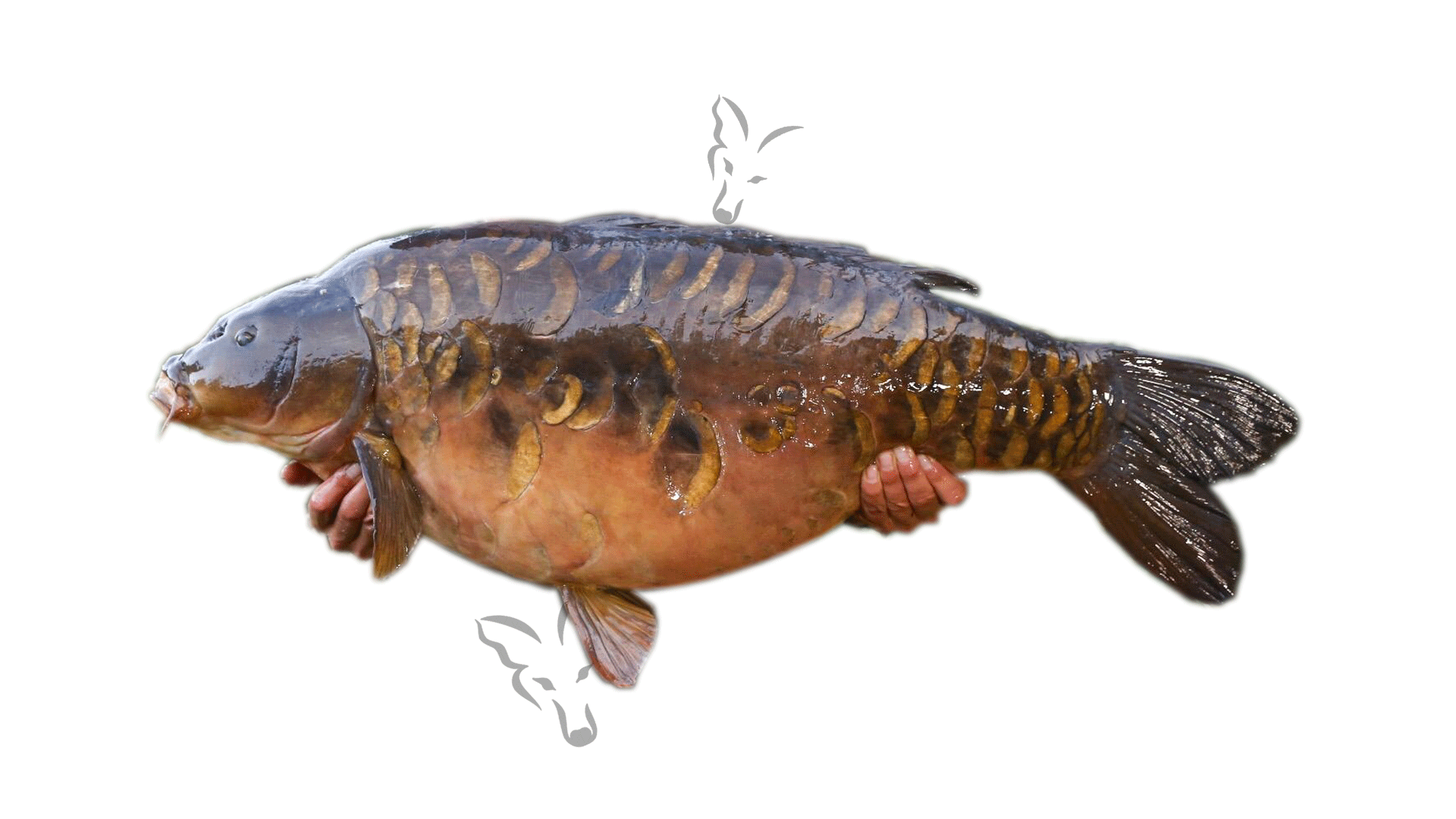 Carp Sticker by FoxInt for iOS & Android | GIPHY