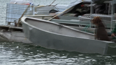 Dog In A Boat GIFs - Get the best GIF on GIPHY