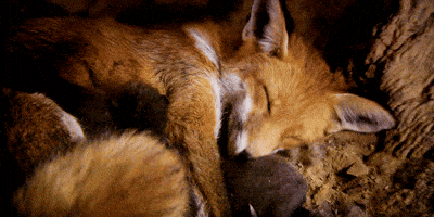 Animated Fox GIFs - Find & Share on GIPHY