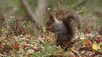 Drunk Squirrel Gif