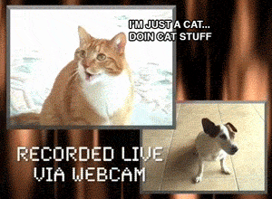 Just A Cat GIFs - Get the best GIF on GIPHY