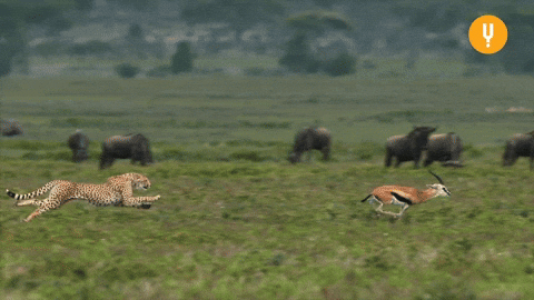 Cheetah Chasing Gazelle Gif