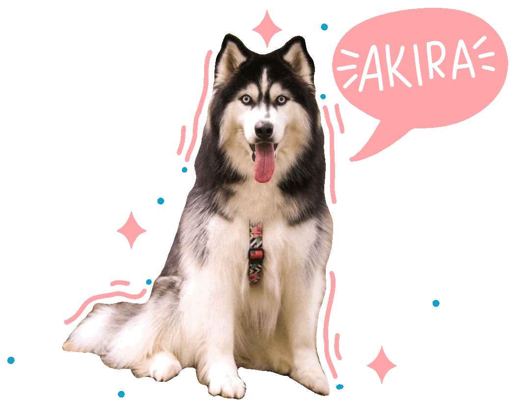 Dog Akira Sticker for iOS & Android | GIPHY