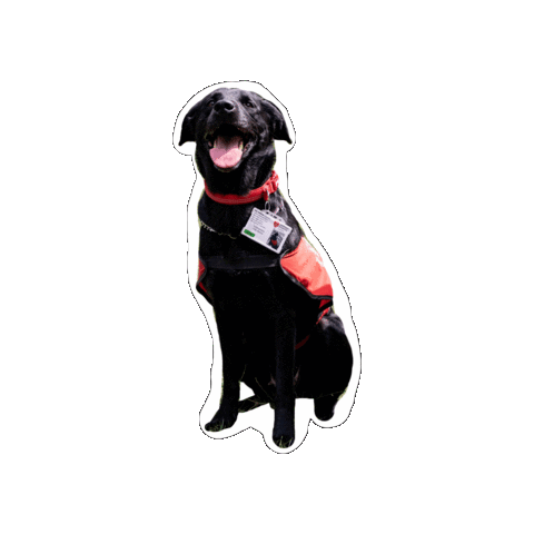 Confirmation 2023 GIFs on GIPHY - Be Animated