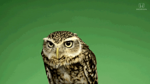 No Way Omg GIF by Honda - Find & Share on GIPHY