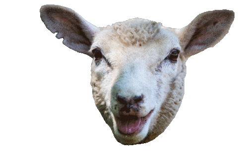 Sheep Baa Gif