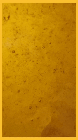 Kirill Rodin GIFs on GIPHY - Be Animated