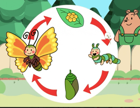 Life Cycle Butterfly GIF - Find & Share on GIPHY