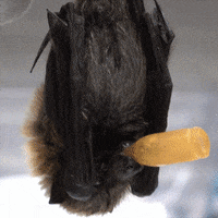 Cute Fruit Bats Gif