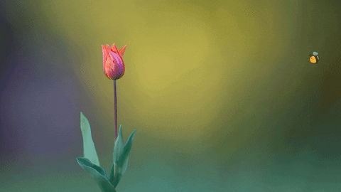 Bee Love GIF by MOSTbee - Find & Share on GIPHY