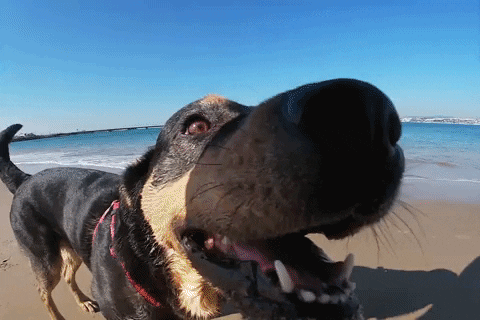 Treinador Canino GIFs - Find & Share on GIPHY