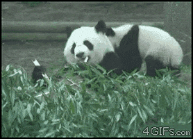 Pandaren GIFs - Get the best GIF on GIPHY