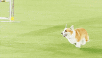 Dog Running Gif