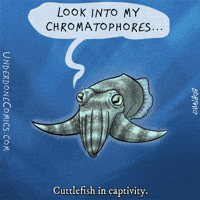 Baby Cuttlefish Gif