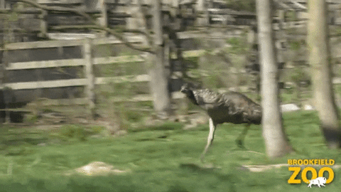 Cute Animals Running GIF by Brookfield Zoo - Find & Share on GIPHY