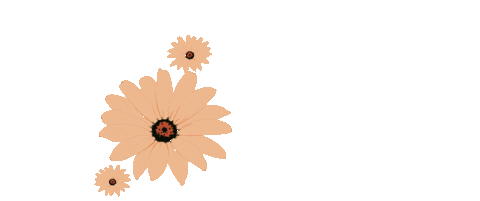 Falling Petals Gif Transparent