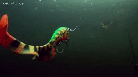 Fishing Lure GIFs - Get the best GIF on GIPHY